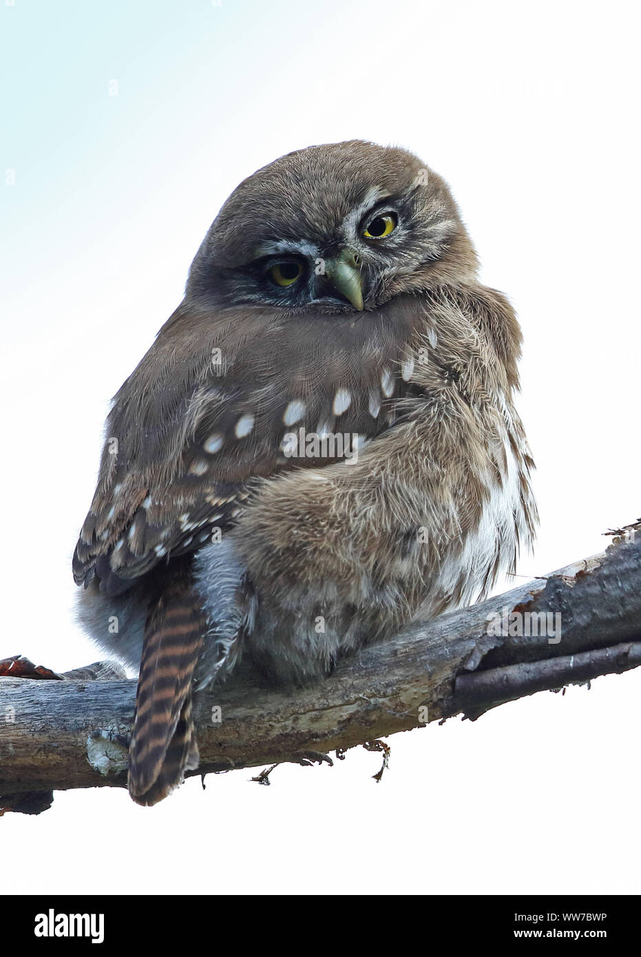 Austral pygmy owl glaucidium hi-res stock photography and images - Alamy