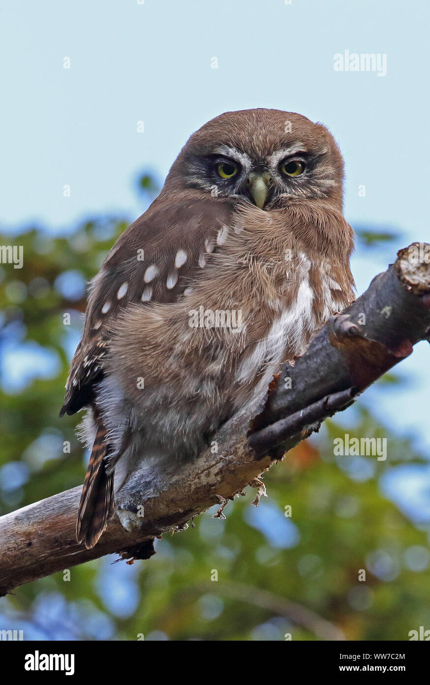 Austral pygmy owl glaucidium hi-res stock photography and images - Alamy