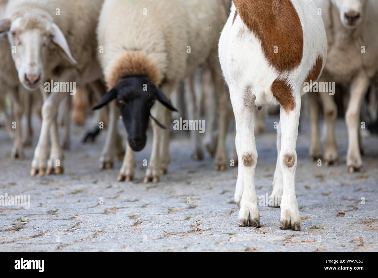 Deity With Goat Legs