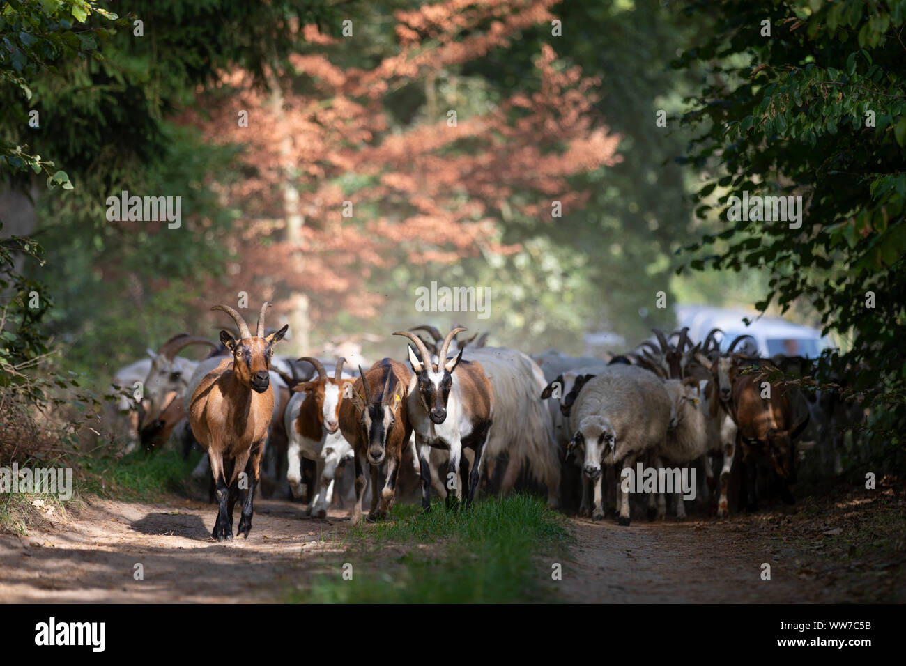 Goat pulling cart hi-res stock photography and images - Alamy