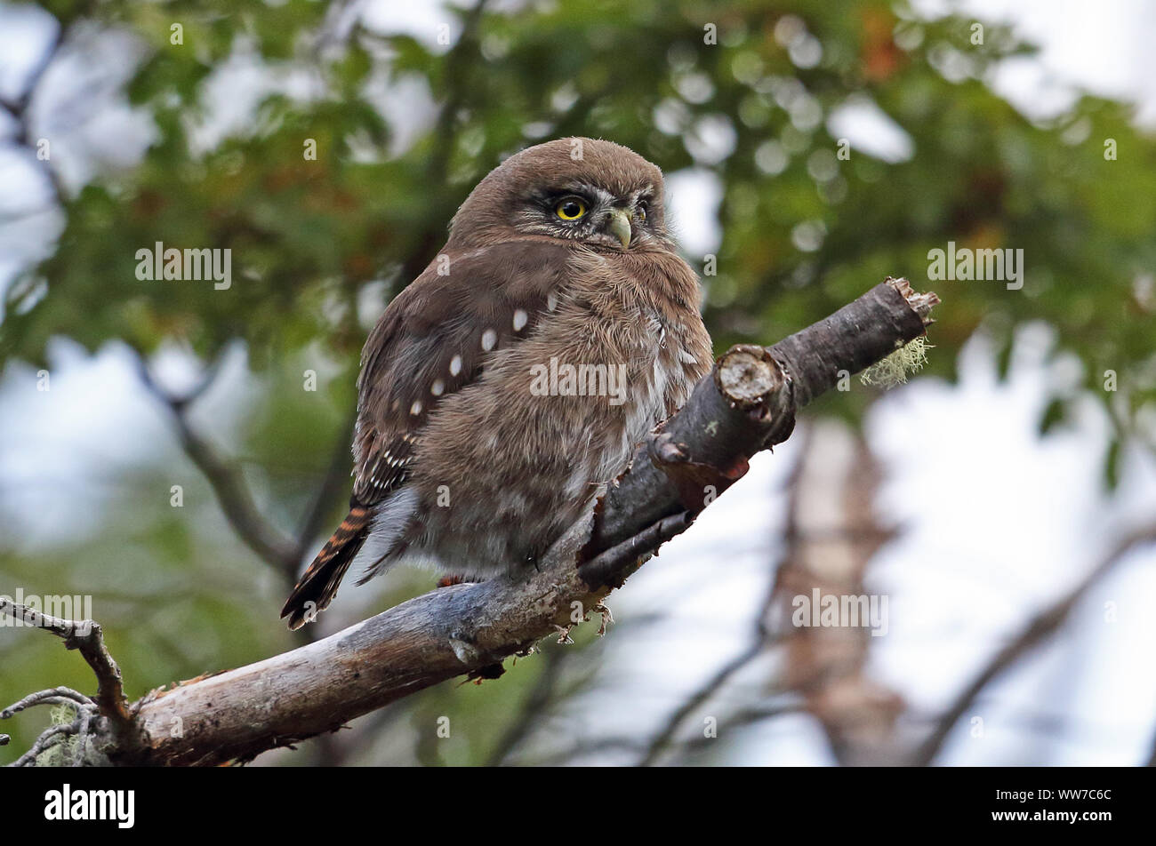 Austral pygmy owl glaucidium hi-res stock photography and images - Alamy
