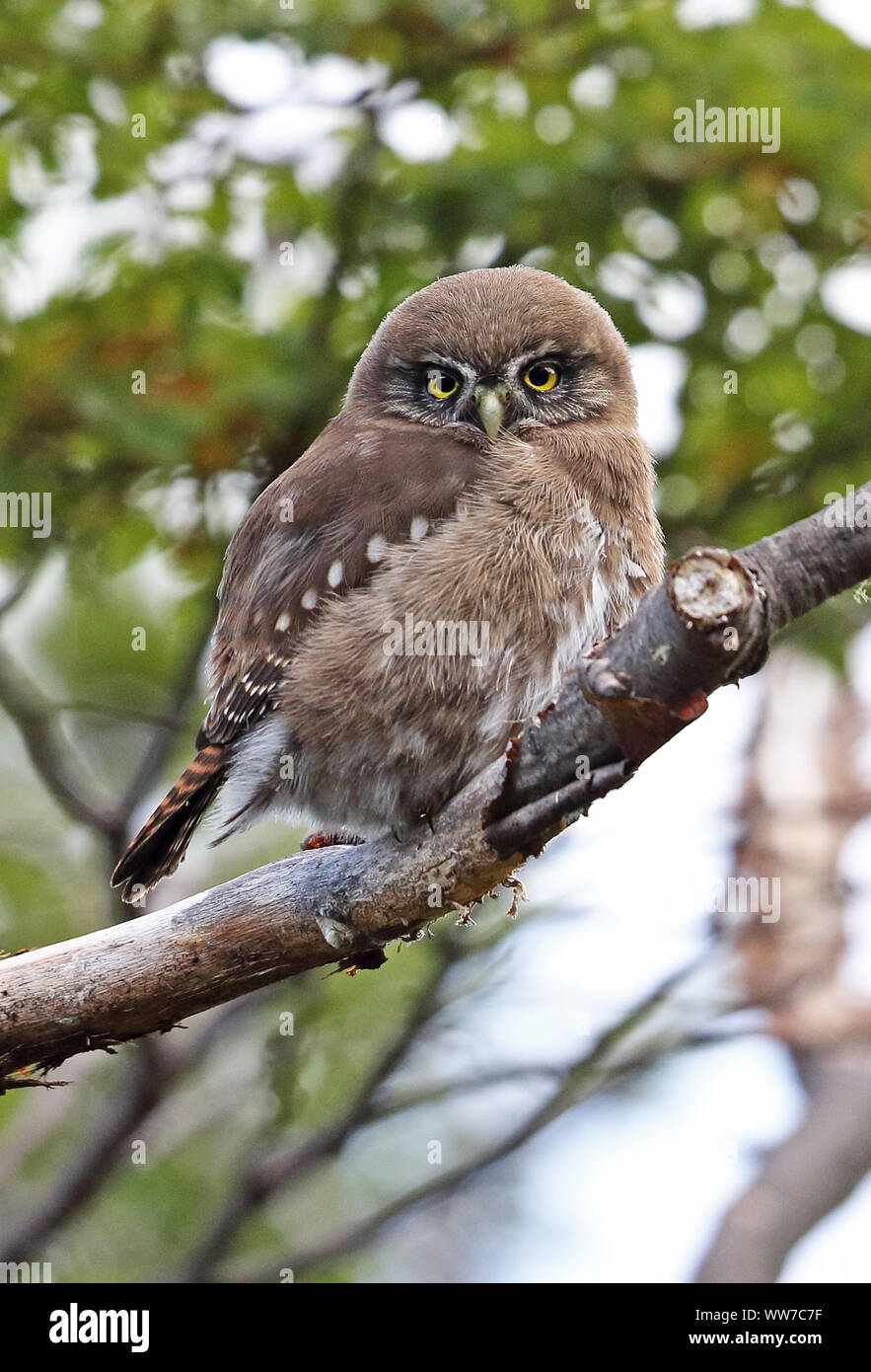 Austral pygmy owl glaucidium hi-res stock photography and images - Alamy