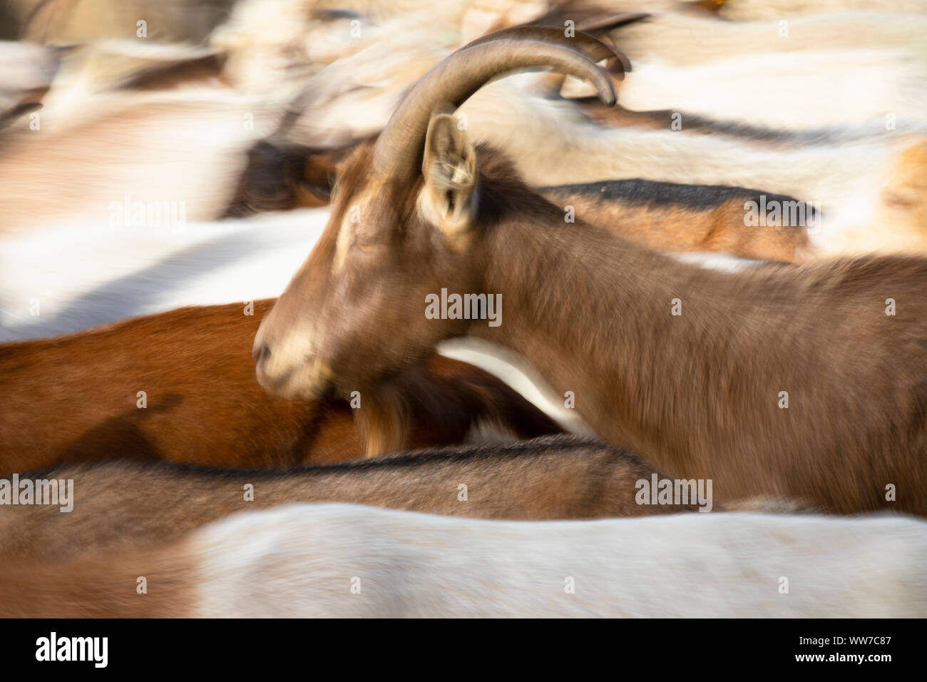 Billy goat with motion blur hi-res stock photography and images - Alamy