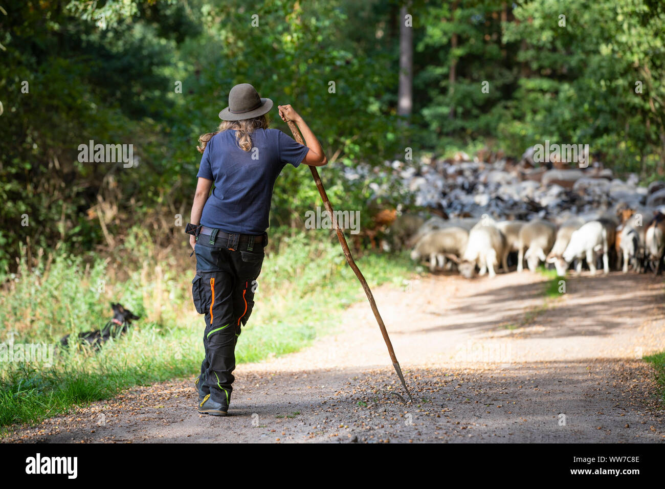 Shepherdess builds electric fence hi-res stock photography and images ...