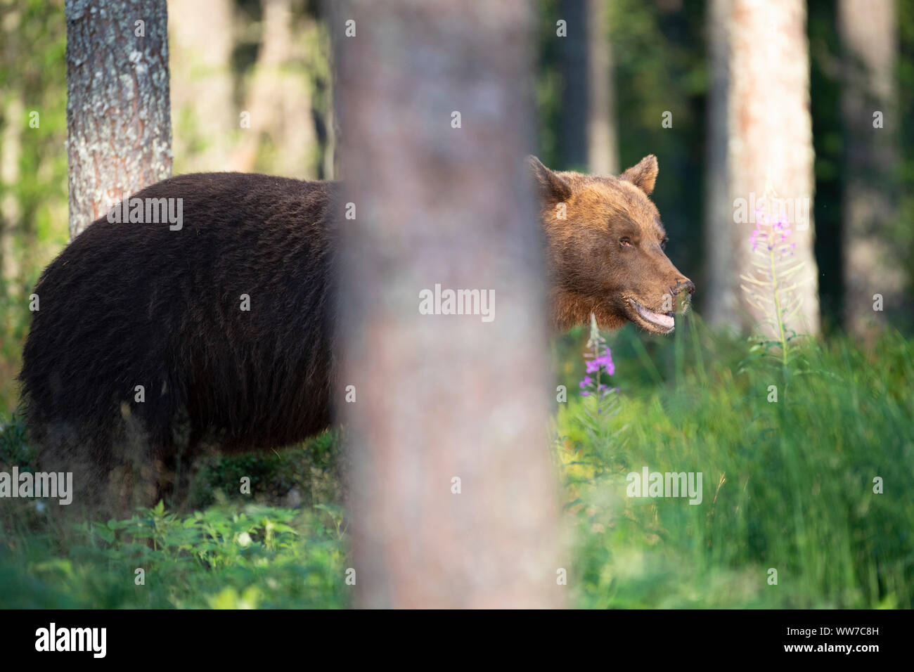 Single bear hi-res stock photography and images - Alamy
