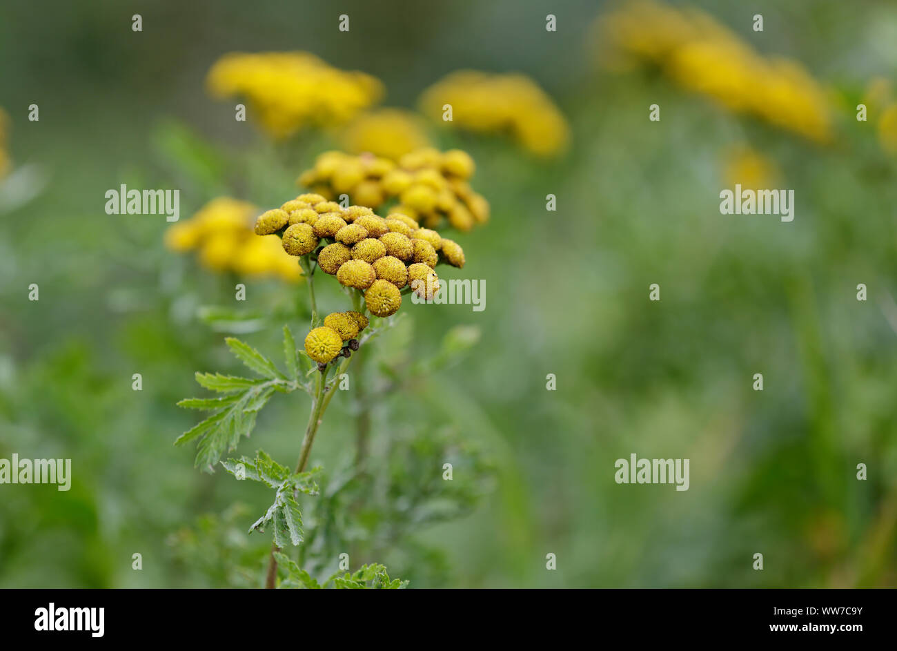 Tansy Medicinal Herb Flower (Tanacetum Vulgare) The blooming is nearly ...