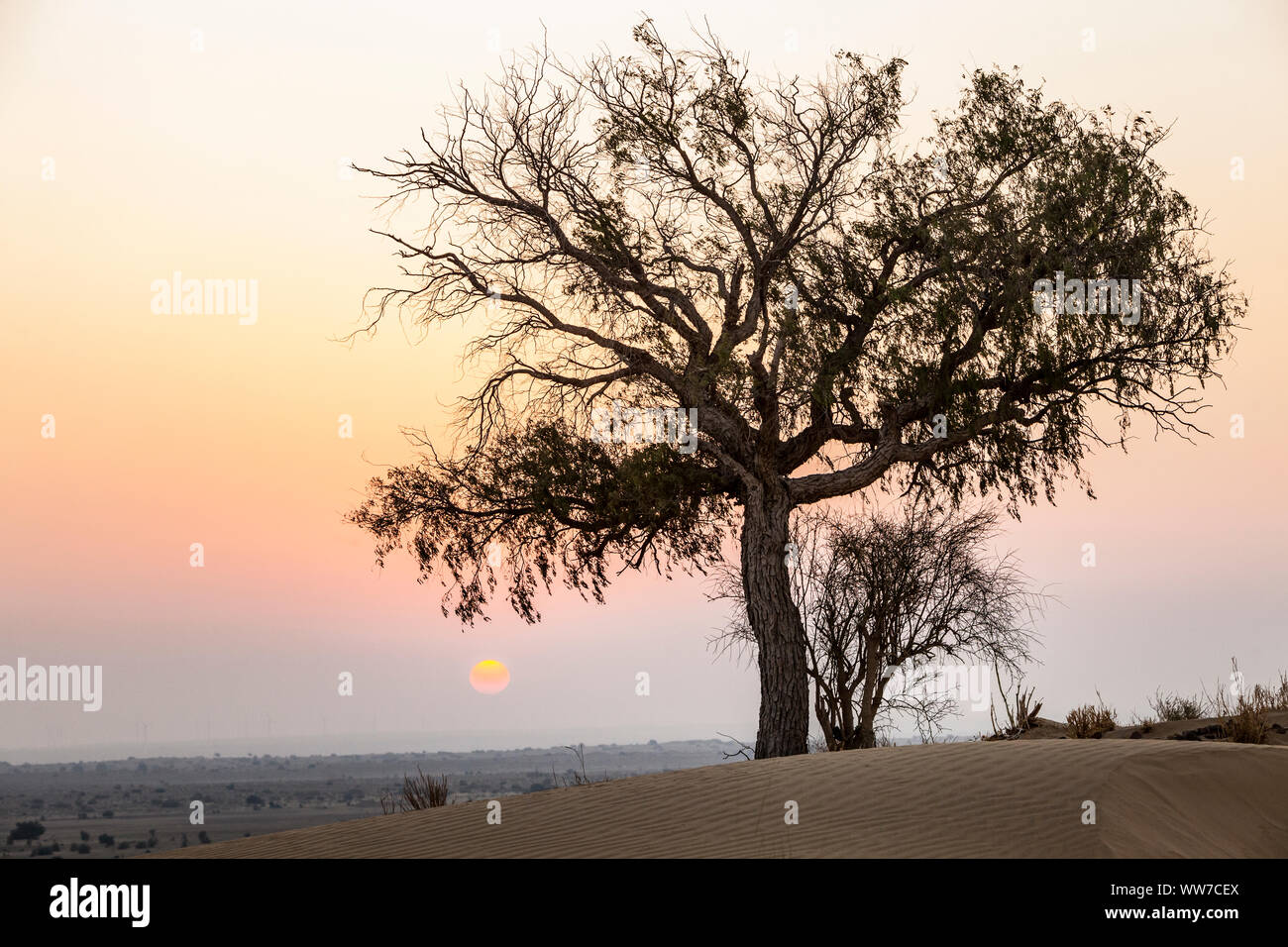 A lone tree atop a hill with sand dunes on it as the sun rises over the ...