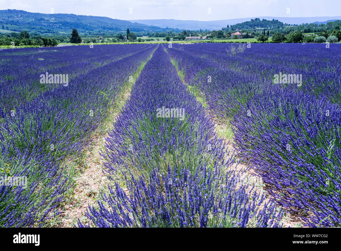 Villars, Vaucluse, Provence-Alpes-CÃ´te d'Azur, France, Lavender fields ...