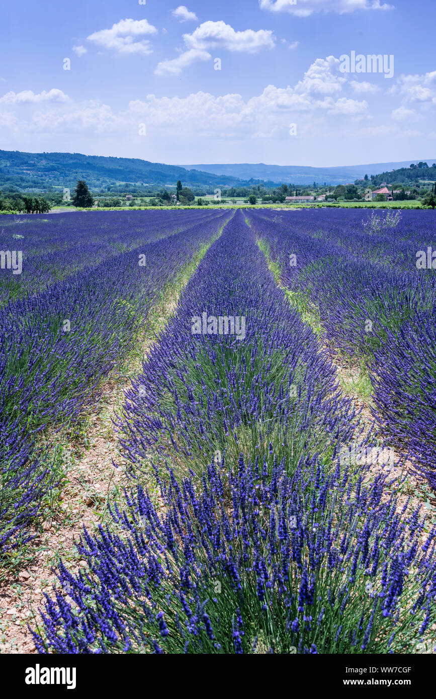 Villars, Vaucluse, Provence-Alpes-CÃ´te d'Azur, France, Lavender fields ...