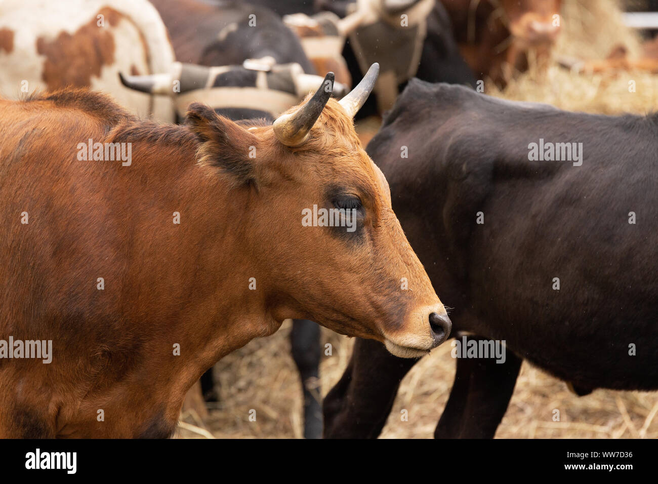 A side profile of a horned steer looking up in a holding pen with other ...