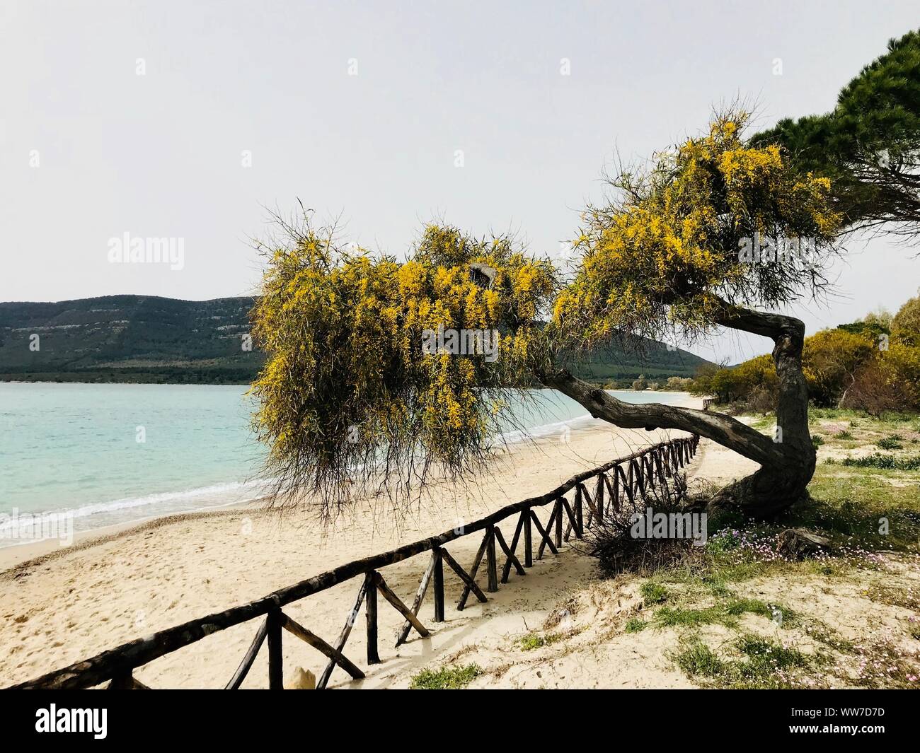Mimosa bush in sardinia hi-res stock photography and images - Alamy