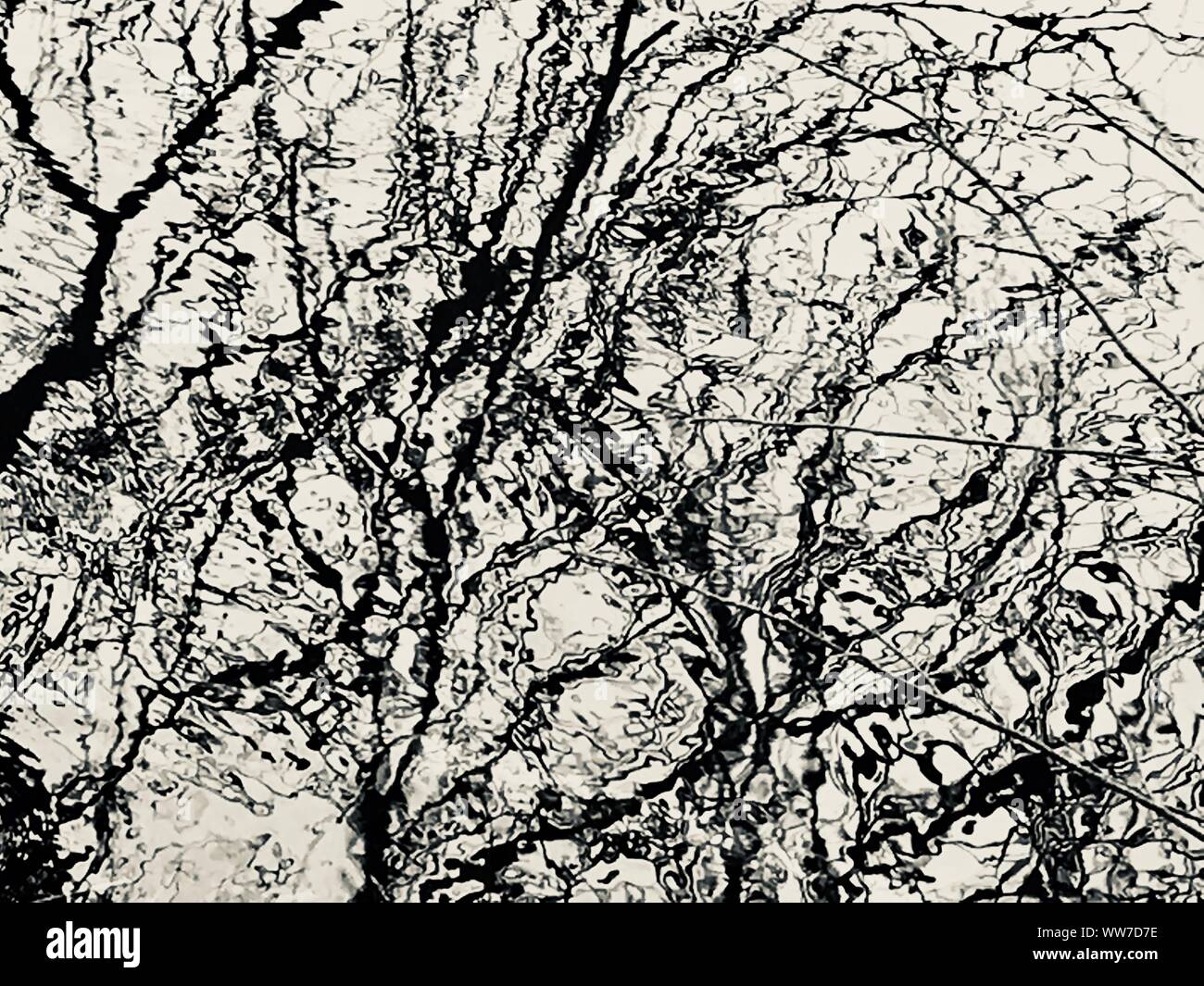 water mirroring, tree, branches Stock Photo - Alamy