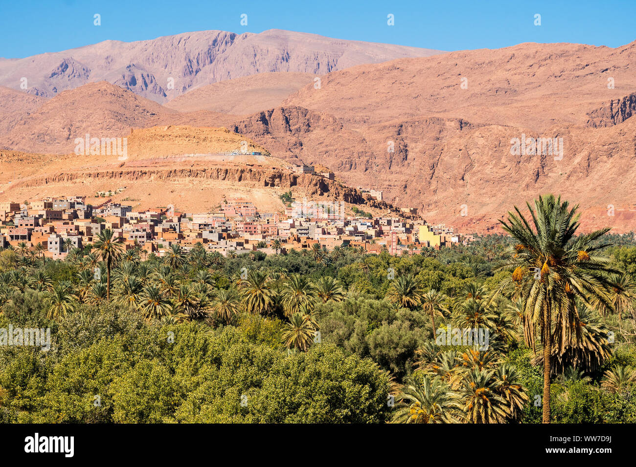 Morocco, High Atlas, Tinghir, Palm grove Stock Photo - Alamy