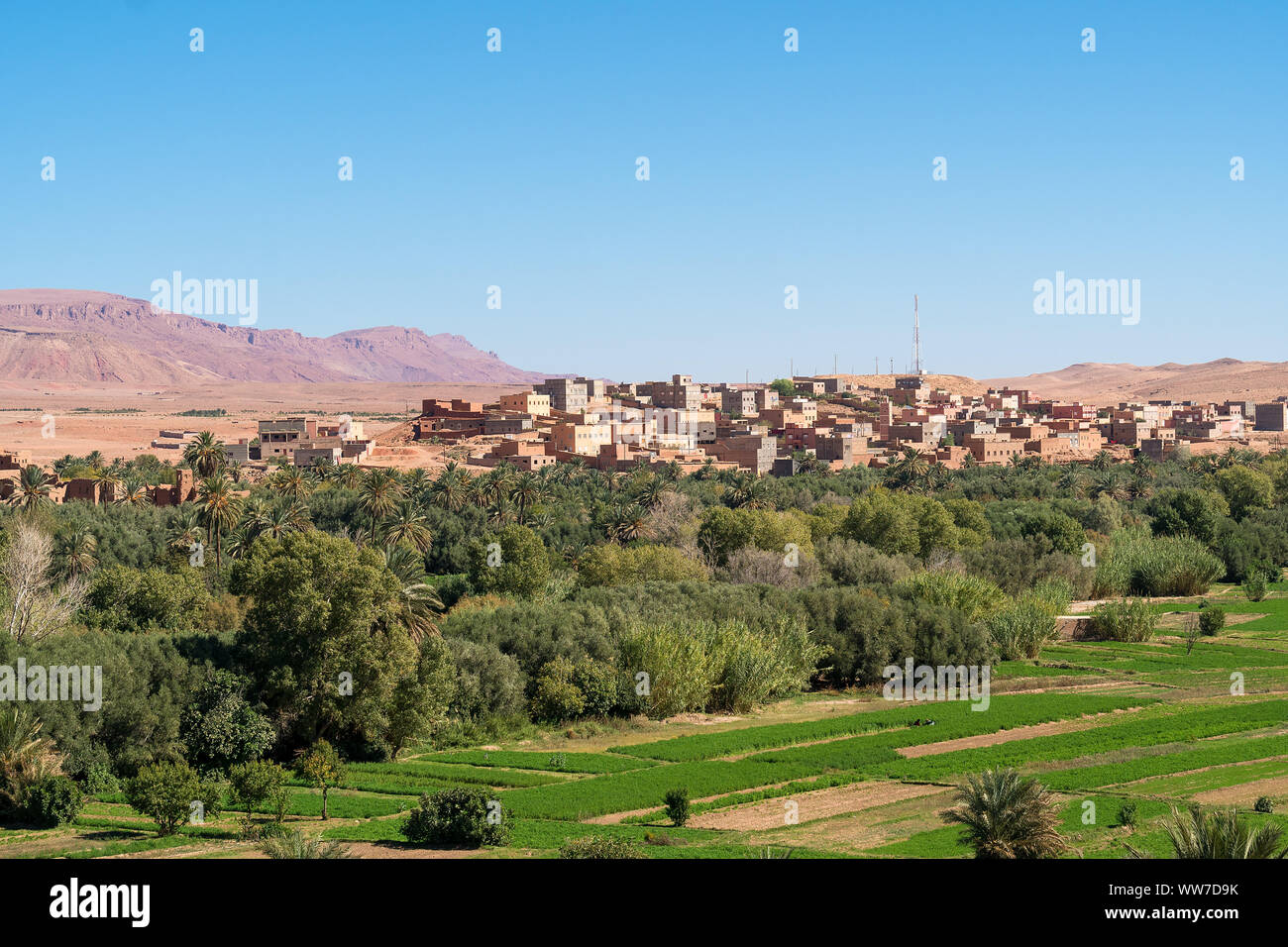 Morocco, High Atlas, Tinghir, Palm grove Stock Photo - Alamy