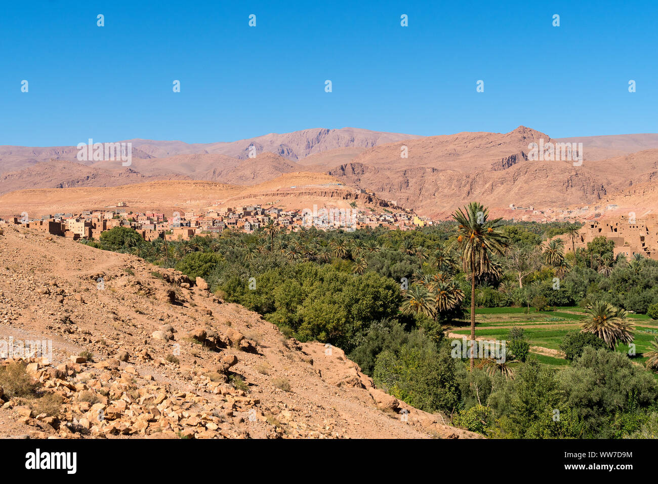 Morocco, High Atlas, Tinghir, Palm grove Stock Photo - Alamy