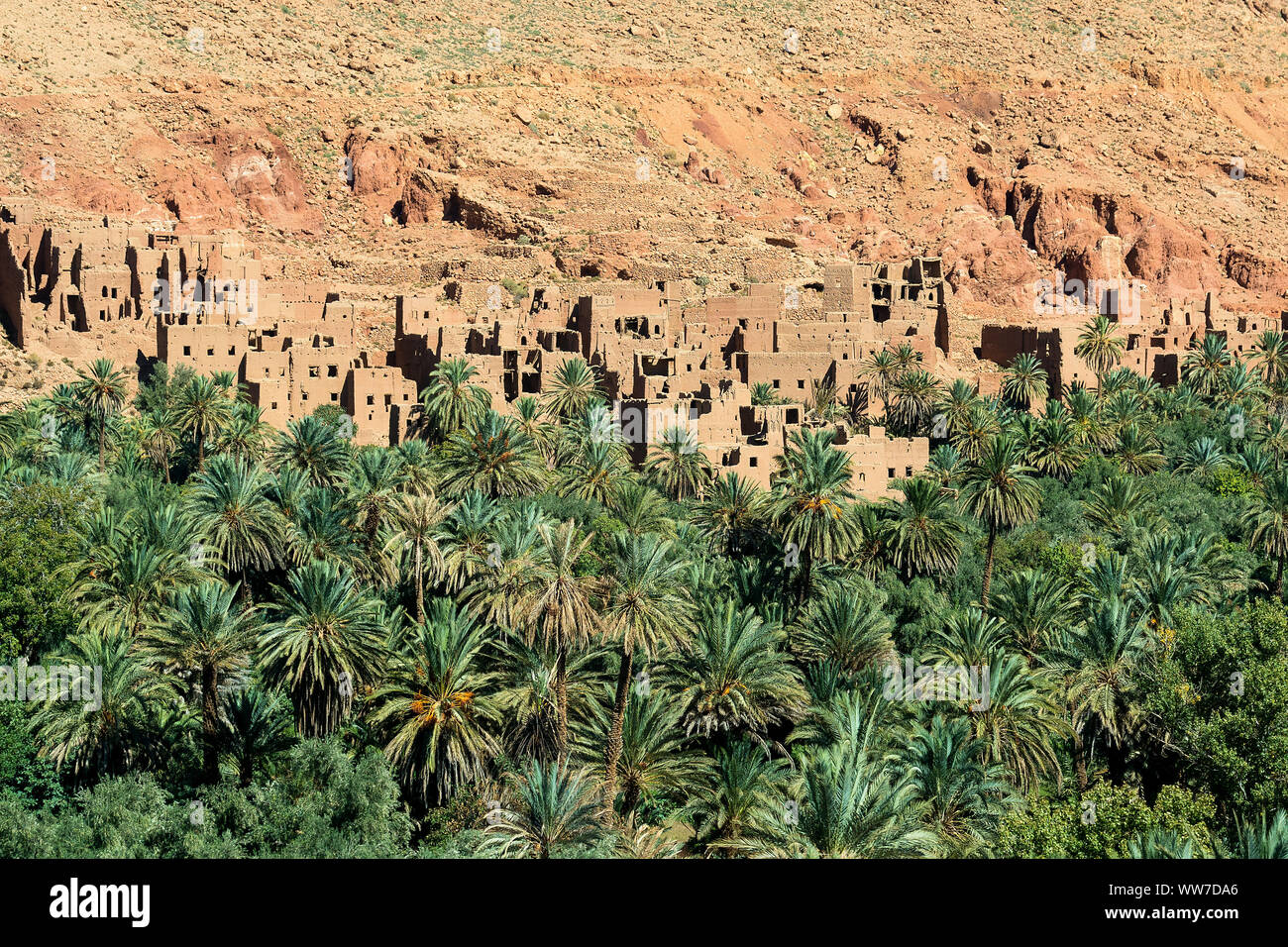 Morocco, High Atlas, Tinghir, Palm grove Stock Photo - Alamy
