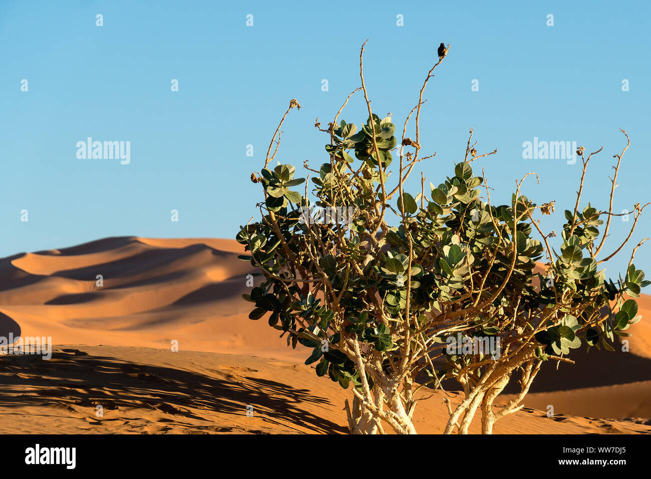 Fat leaf tree with small bird hi-res stock photography and images - Alamy