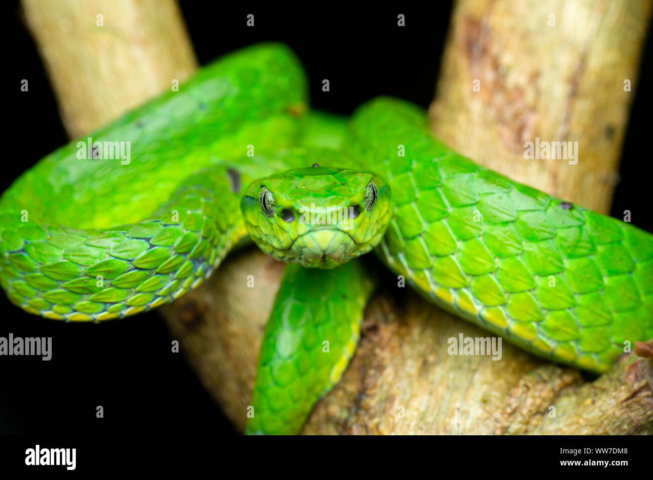 Ready to strike Stock Photo - Alamy