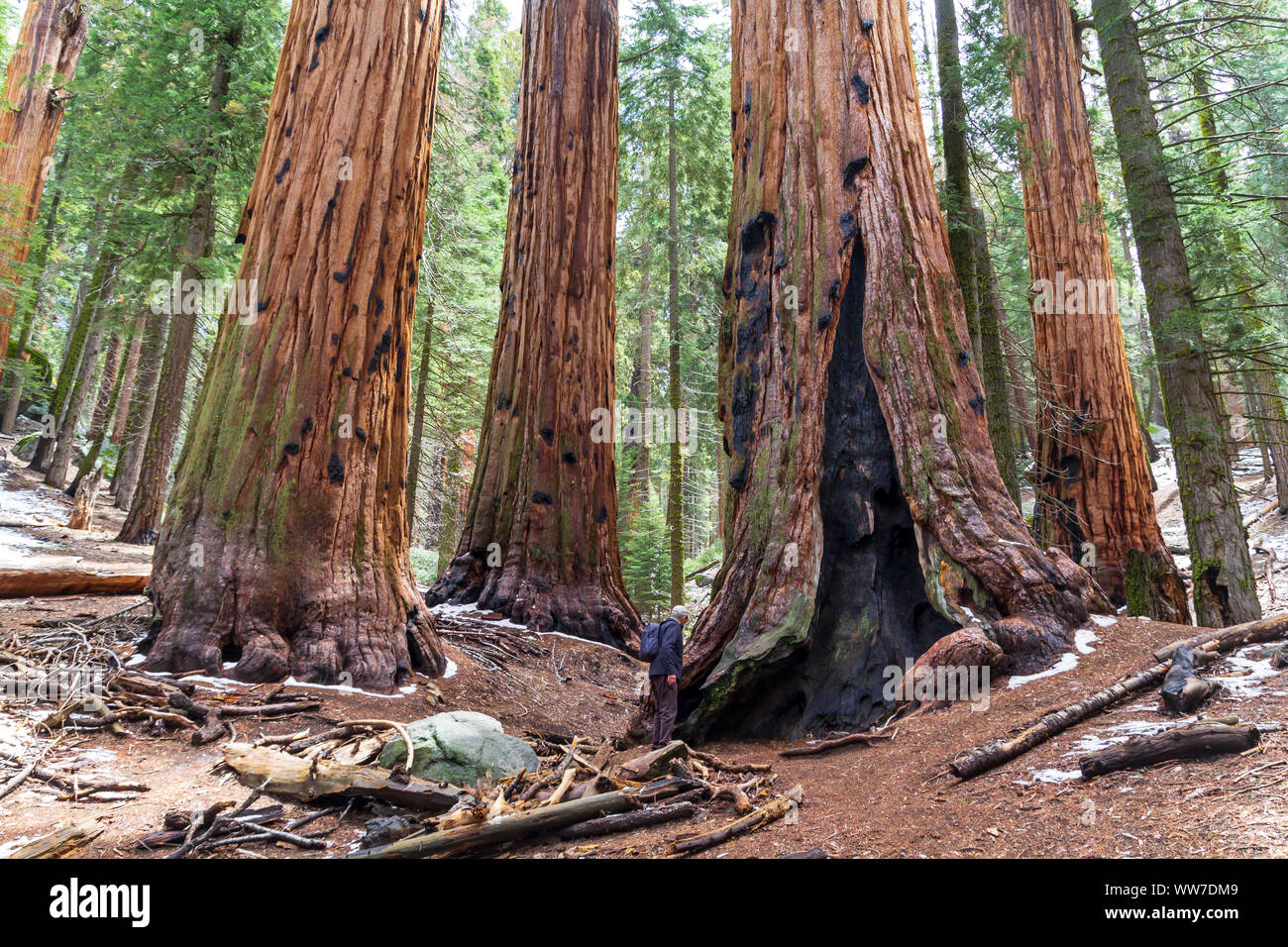 Man next to giant sequoias at Sequoia National Park, United States ...