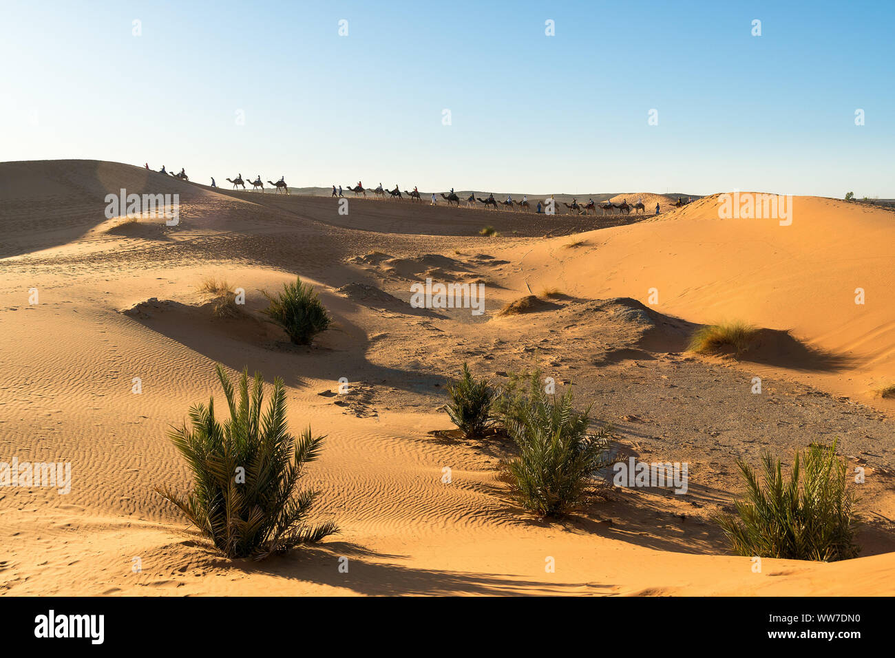 Morocco, Merzouga, Desert, Caravan Stock Photo - Alamy