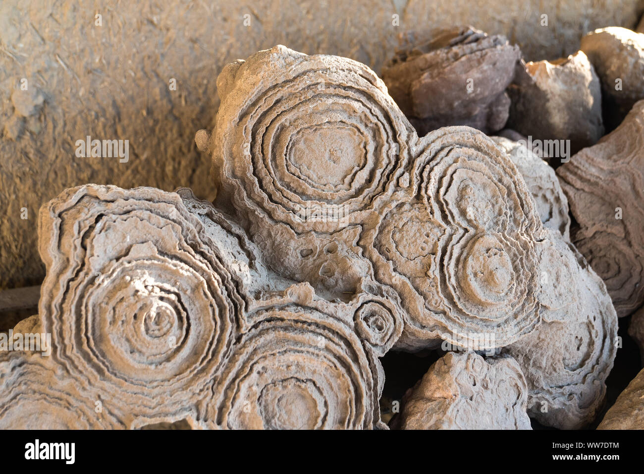 Morocco, near Erfoud, rocks and fossils, stromatolites Stock Photo - Alamy