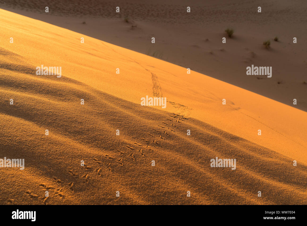 Morocco, Merzouga, desert, Sahara, sand with trace Stock Photo - Alamy