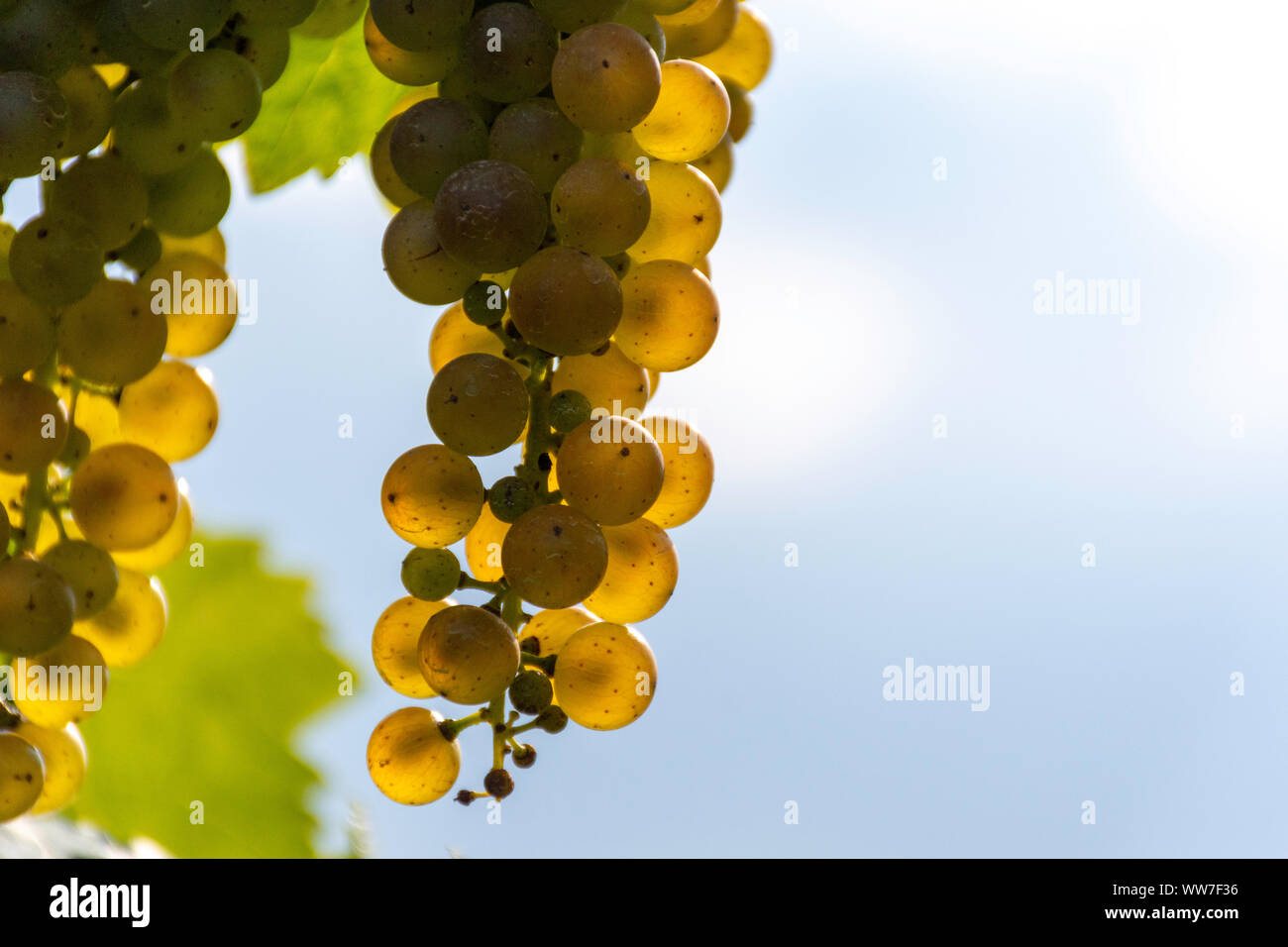 With a soft focus and blurred background, beautiful bunches of golden ...