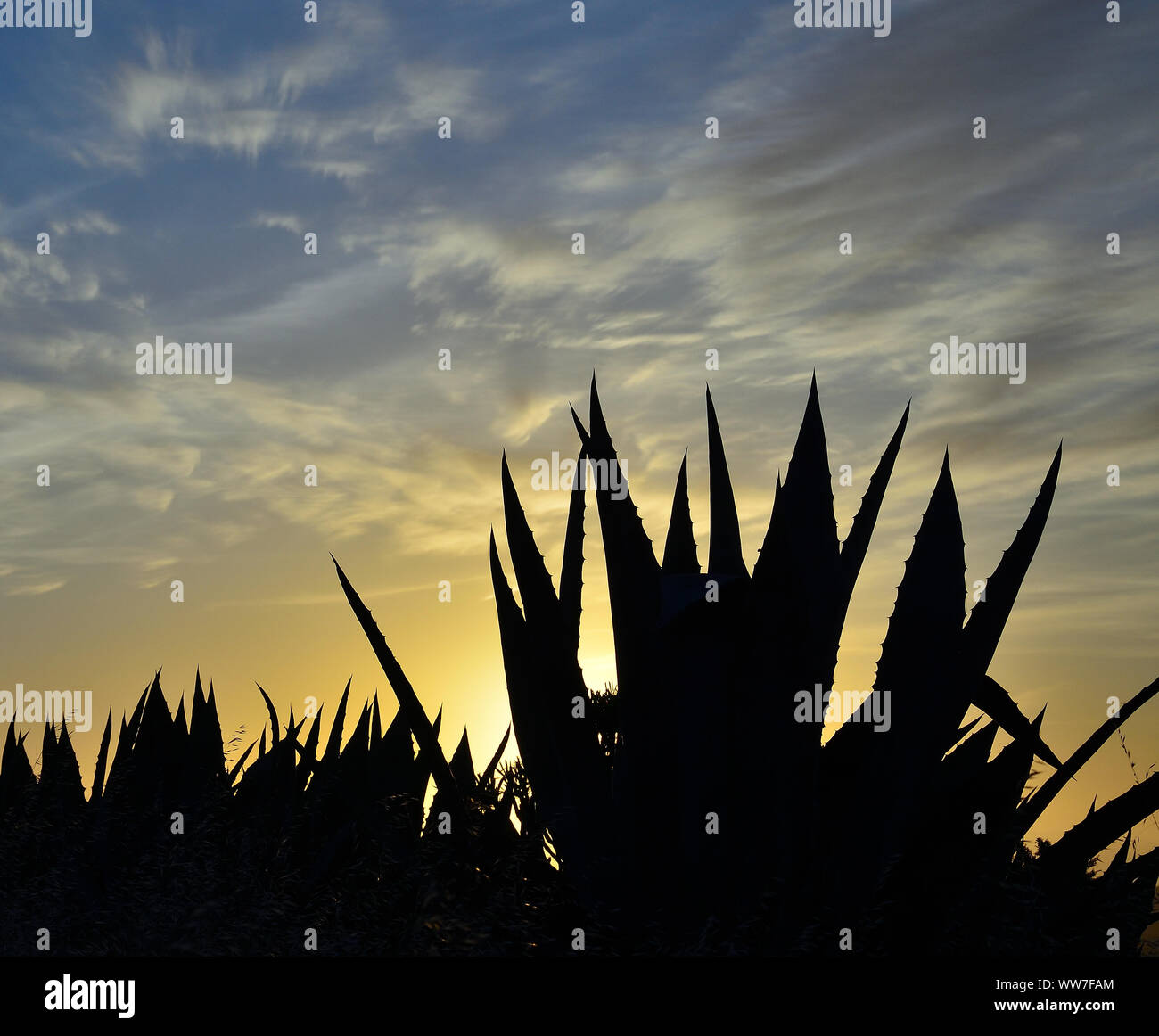 Agave silhouette hi-res stock photography and images - Alamy