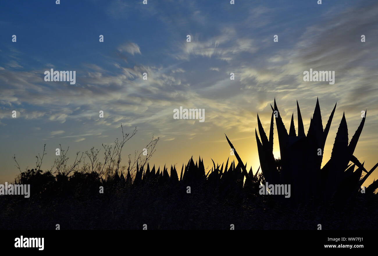 Backlit agave plants in foreground and sky with clouds at sunrise Stock ...