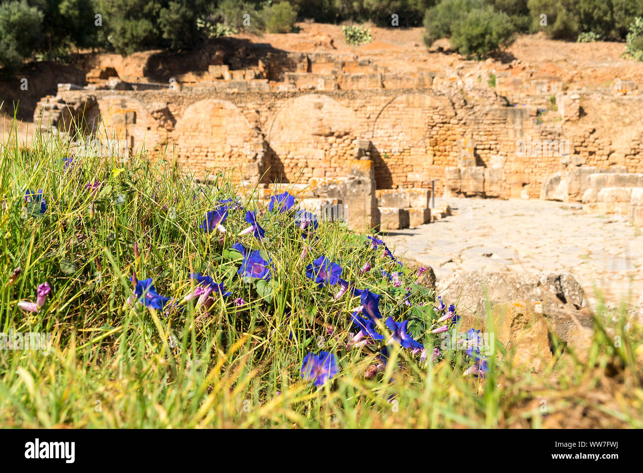 Morocco, Rabat, Chellah necropolis, Roman foundations Stock Photo - Alamy