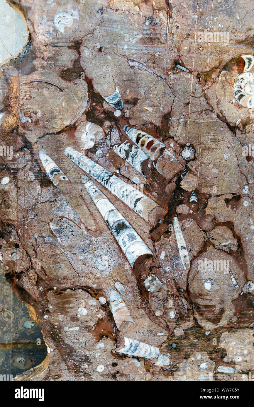 Morocco, near Erfoud, rocks and fossils, museum and workshop Stock ...