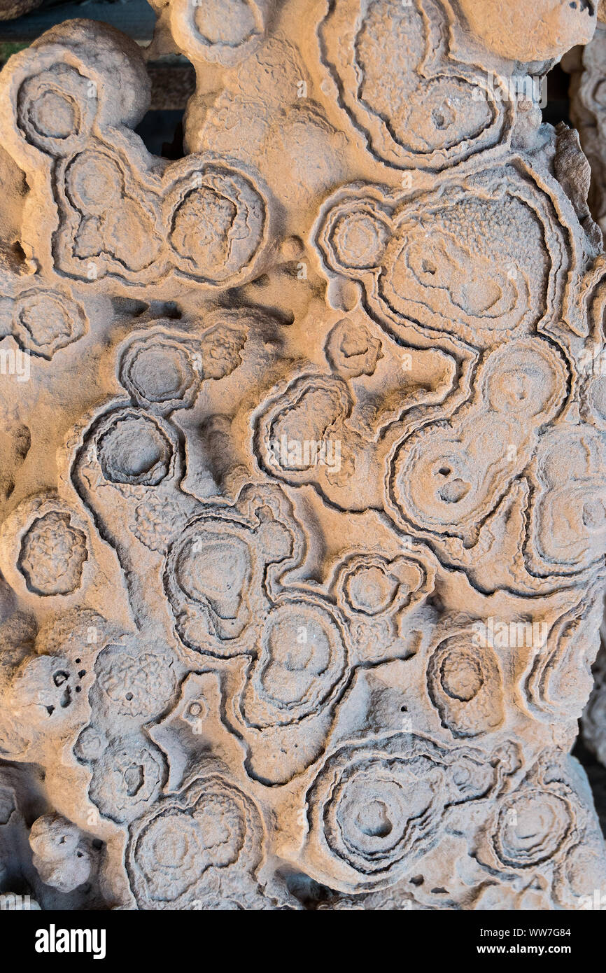 Morocco, near Erfoud, rocks and fossils, stromatolites Stock Photo - Alamy