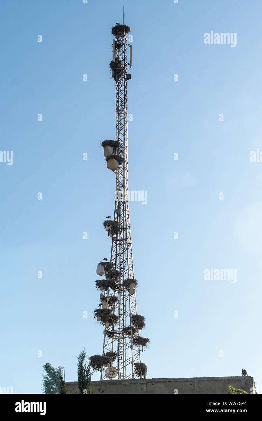 Morocco, radio mast with stork nests Stock Photo - Alamy