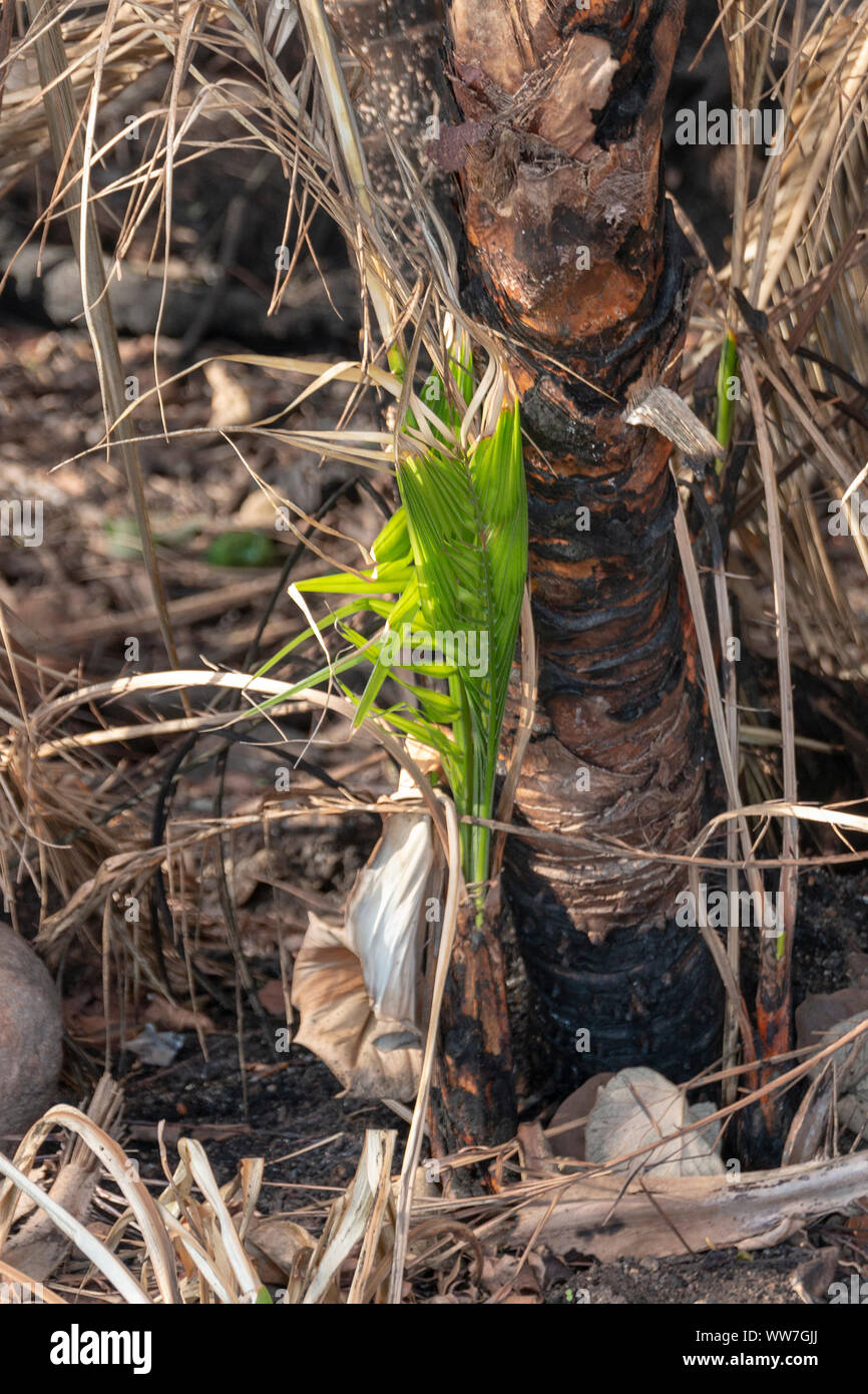 New growth after fire hi-res stock photography and images - Alamy