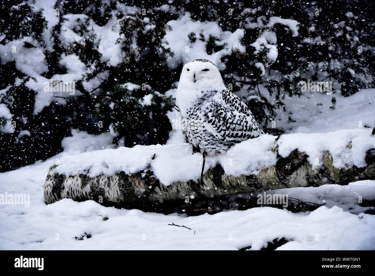 Appearance in winter hi-res stock photography and images - Alamy
