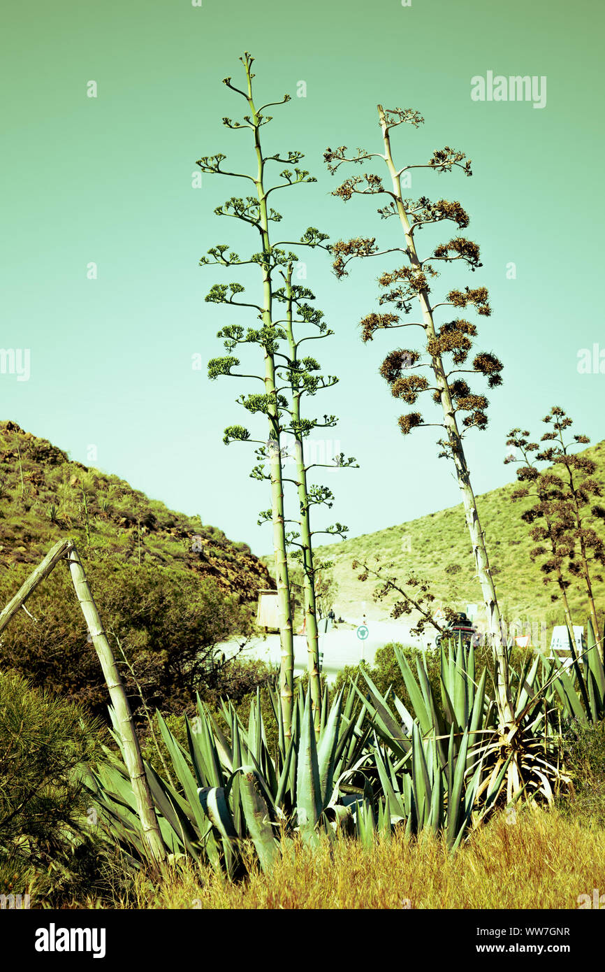 A single blossom of an agave in front of the blue sky of the Spanish ...