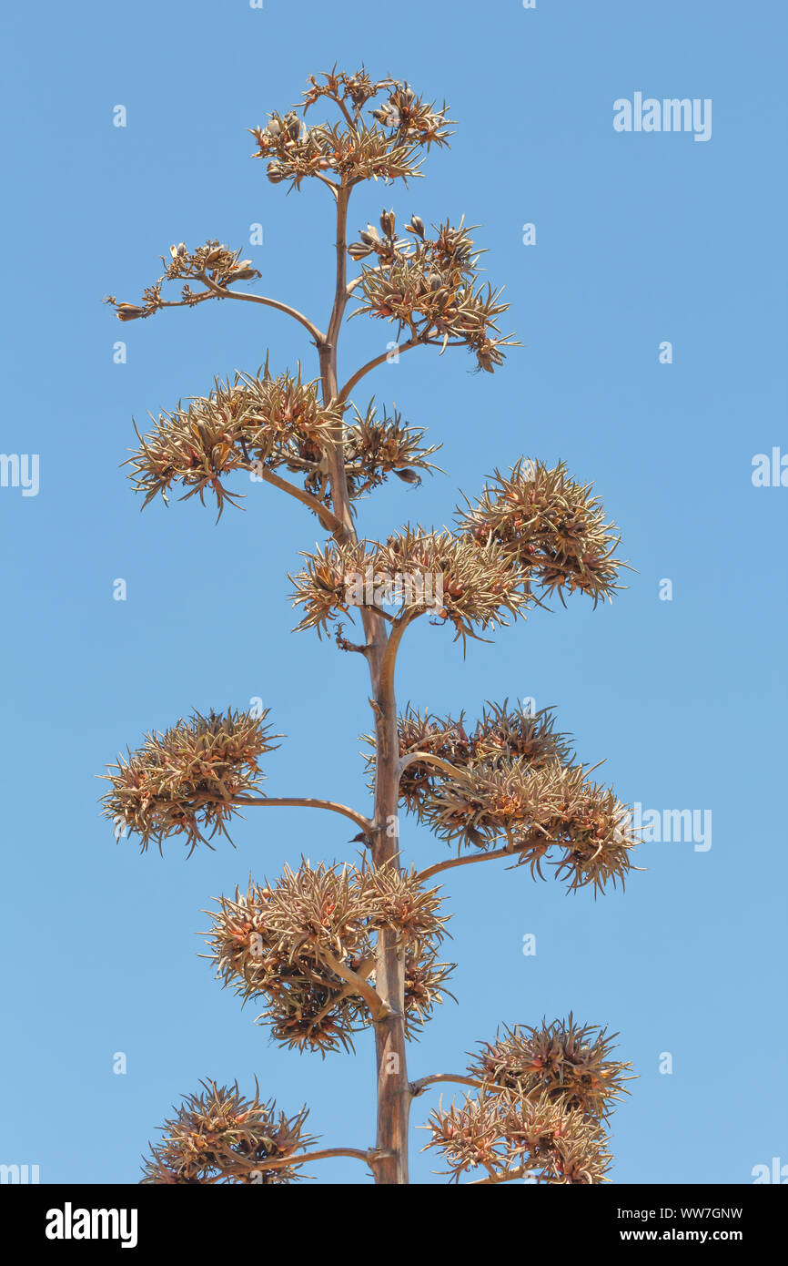 A single blossom of an agave in front of the blue sky of the Spanish ...