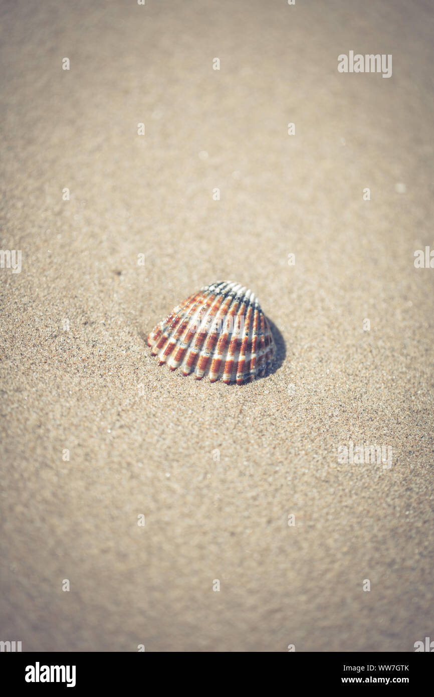 A seashell lies on sand on a beach in Spain Stock Photo - Alamy