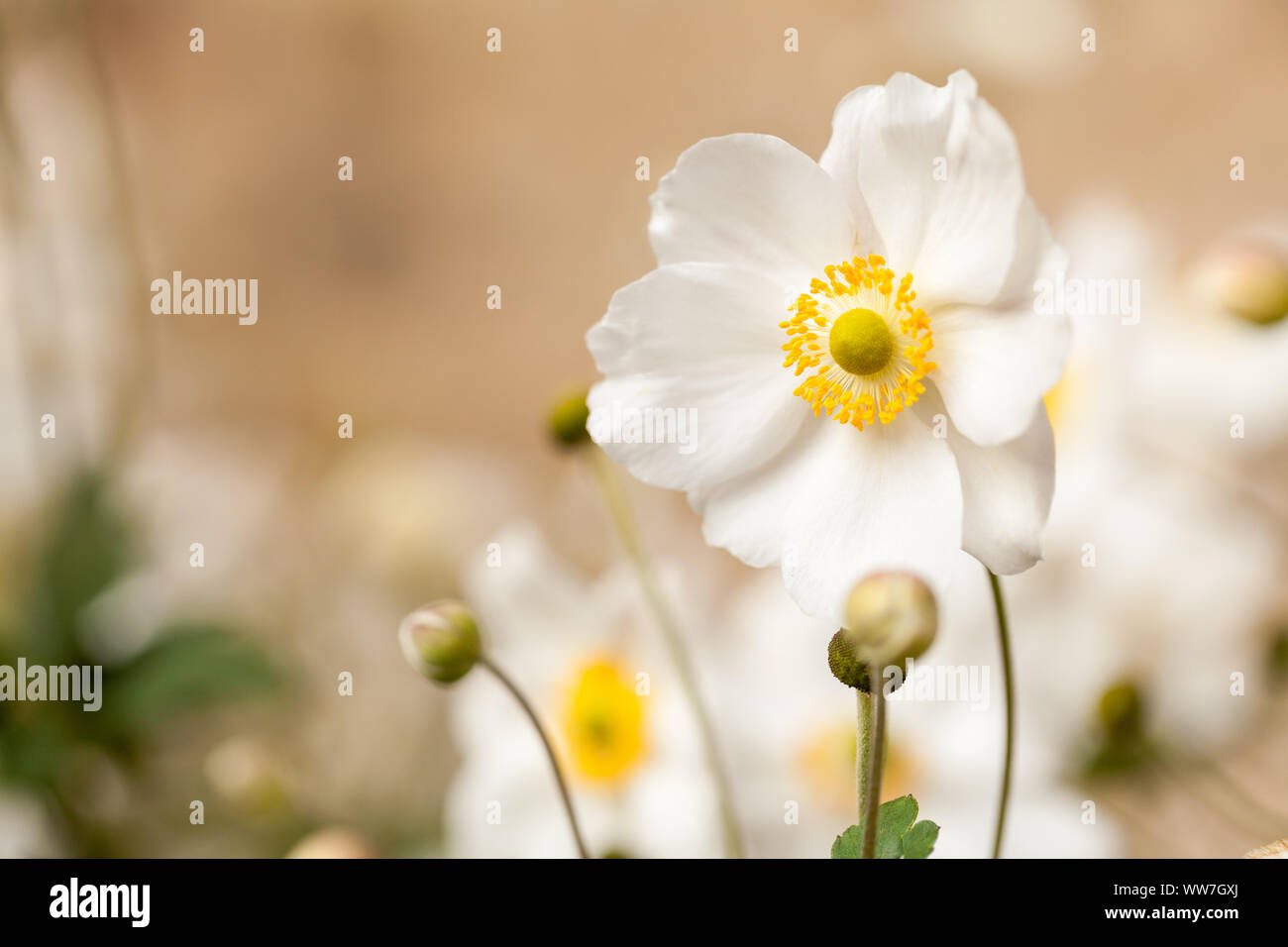 Anemone hupehensis chinese anemone hi-res stock photography and images ...