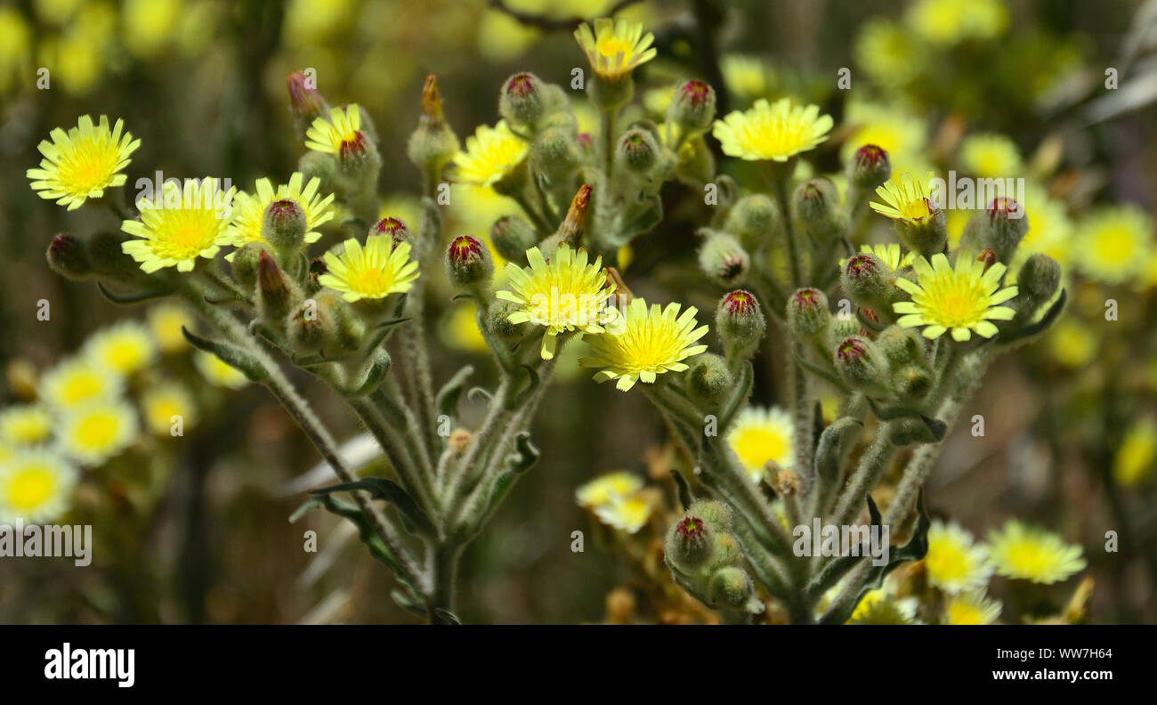 Senecio Jacobaea Flowers Buds High Resolution Stock Photography and ...
