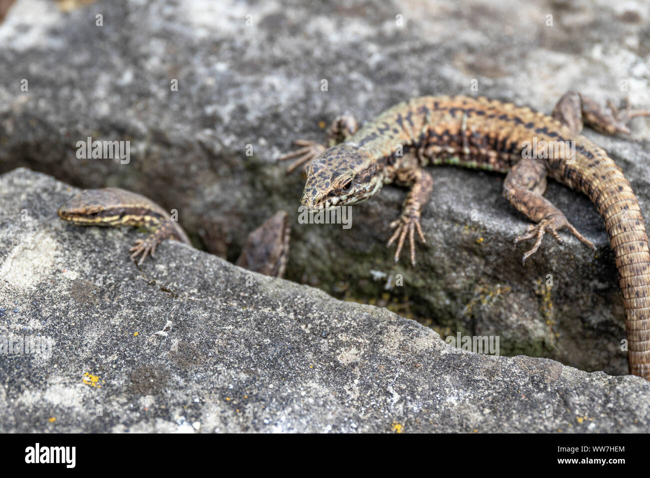 Lizards on a wall on mainau flower island hi-res stock photography and ...