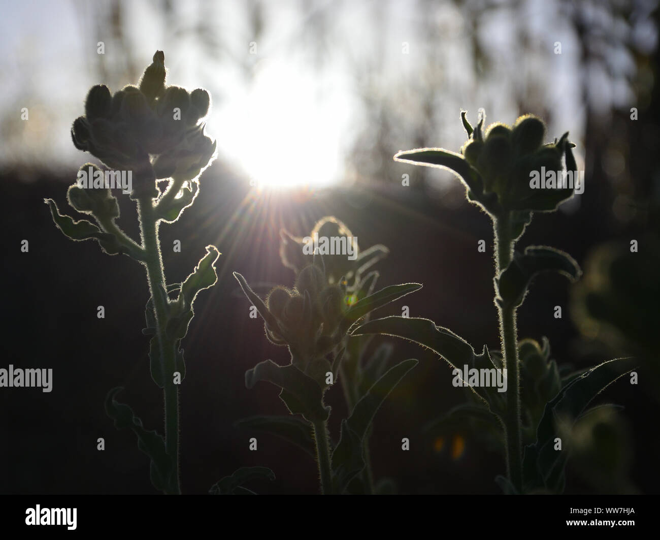 Wildflowers field landscape sun rays hi-res stock photography and ...