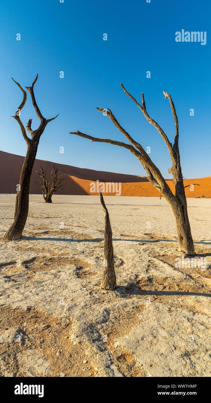 Old dead trees, Deadvlei, Namib-Naukluft National Park, Sesriem ...
