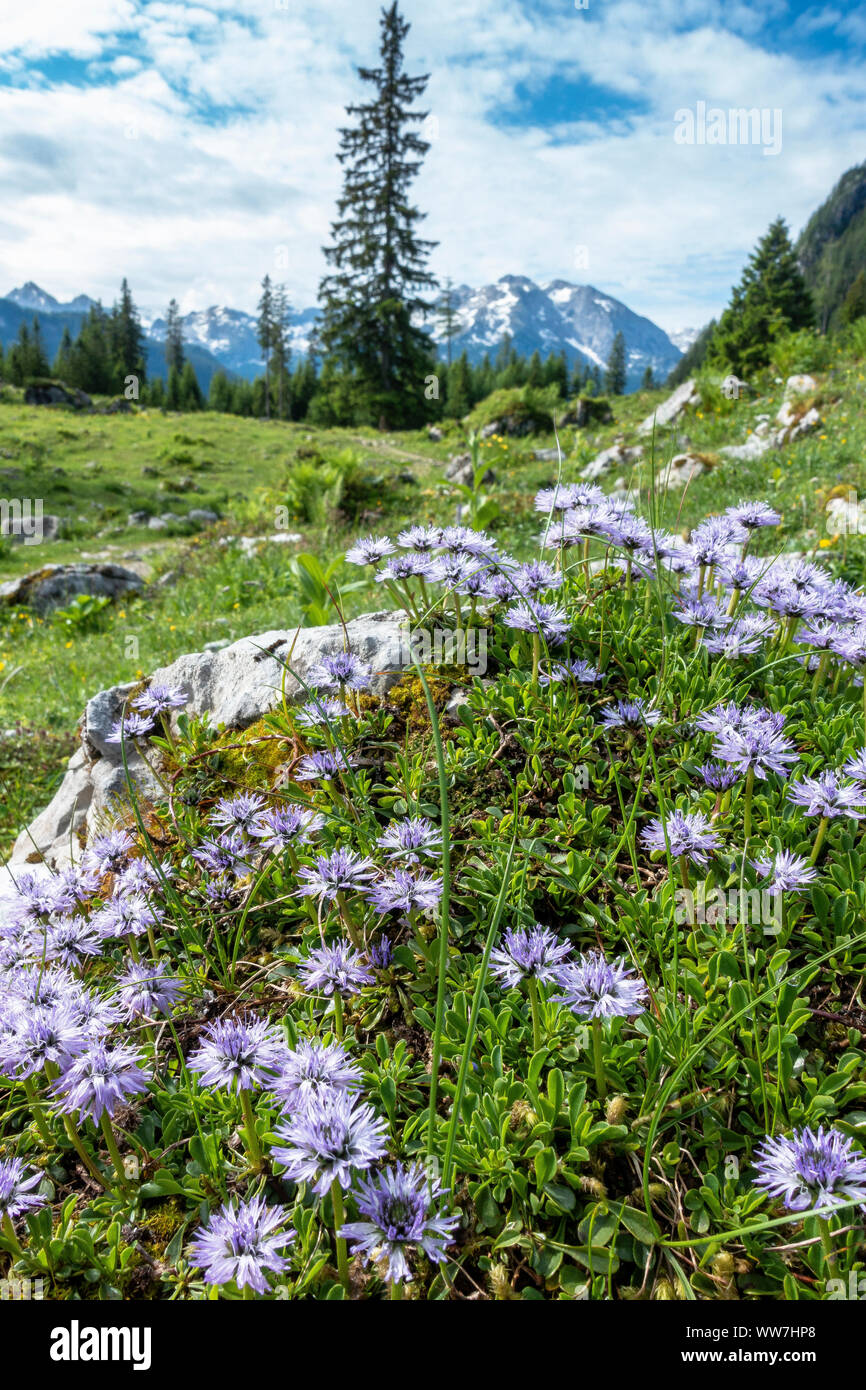 Blue cornflower hi-res stock photography and images - Alamy