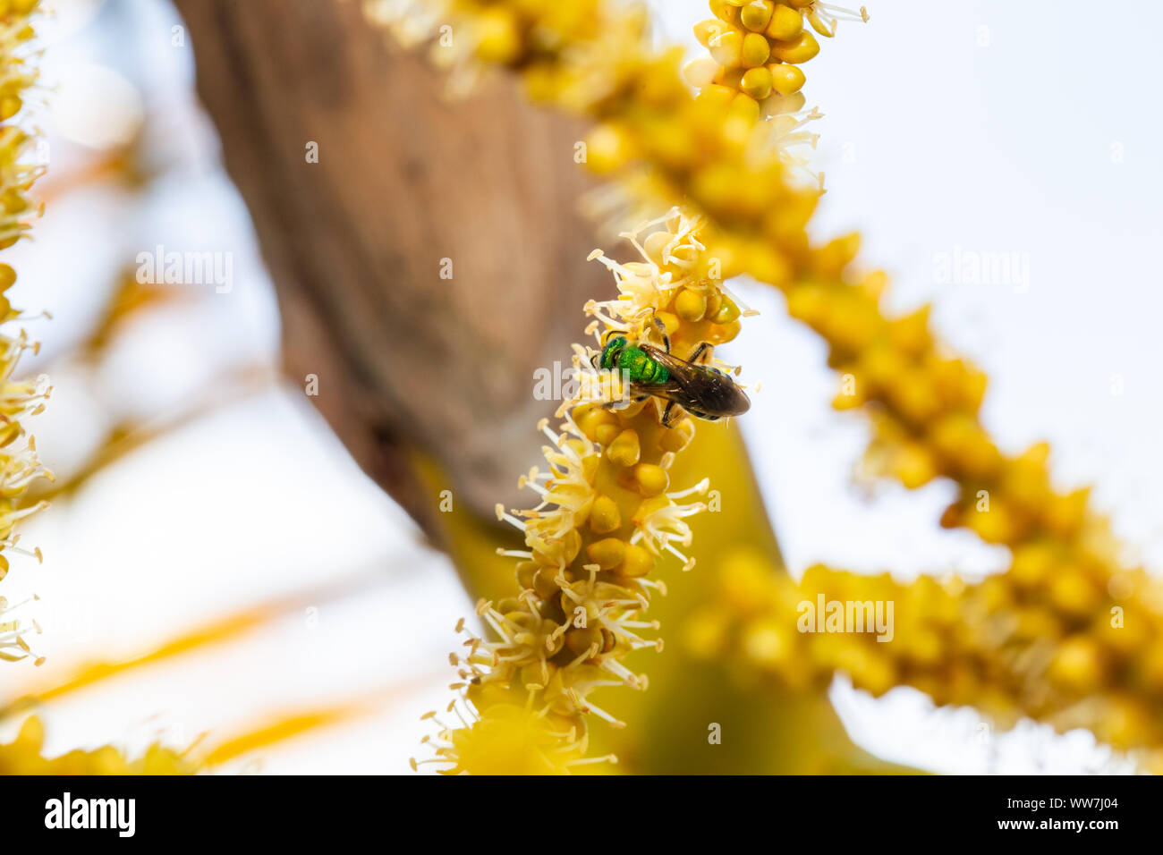 Striped bees hi-res stock photography and images - Alamy