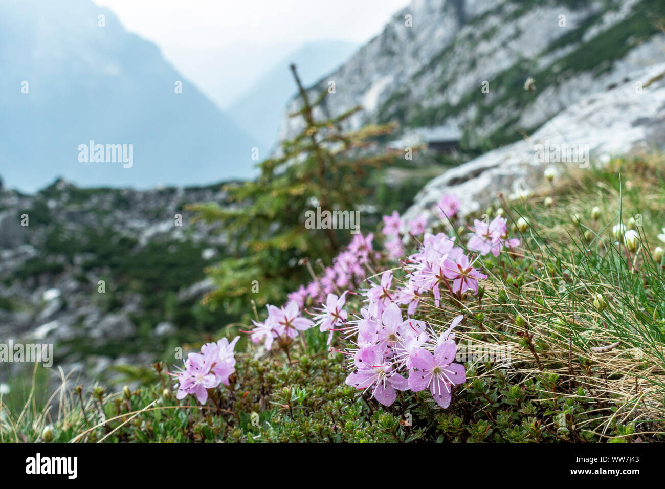 Native alpine plants hi-res stock photography and images - Alamy