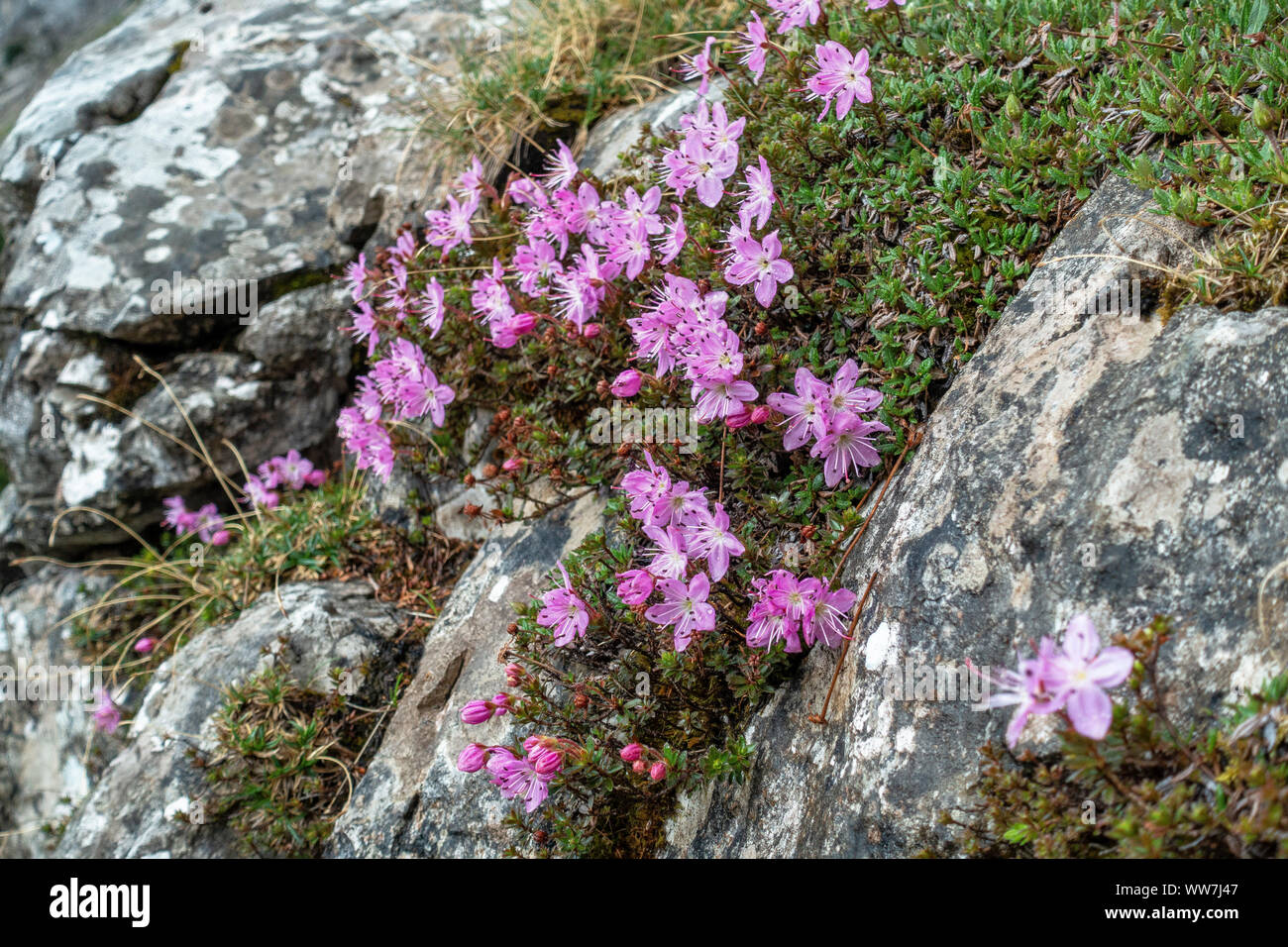 Alpine flora hi-res stock photography and images - Alamy