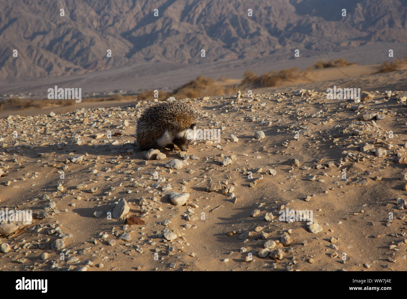 Desert Hedgehog (Paraechinus aethiopicus Stock Photo - Alamy