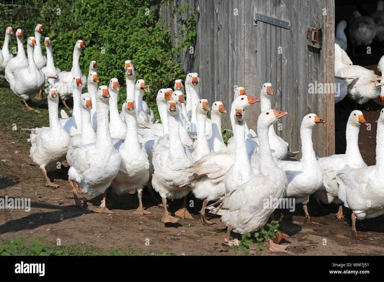 Farm goose hi-res stock photography and images - Alamy