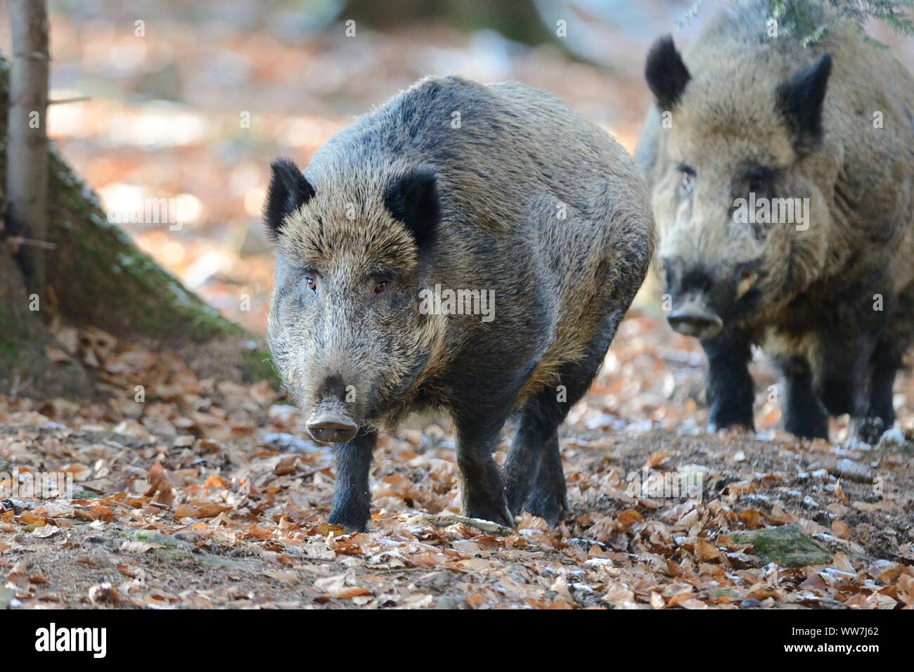 Boars mouth hi-res stock photography and images - Alamy